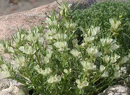 New Release: Mojave Ghost by Byredo | The Scented Hound